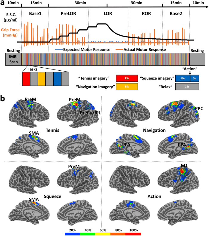 What Are Visual Masking Experiments of the Brain? - HubPages