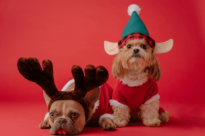 200+ Christmas and Winter Names for Dogs - HubPages