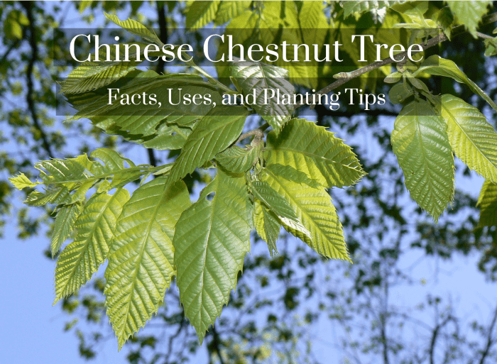 Chinese Chestnut Tree Facts, Uses, and Planting Tips - HubPages