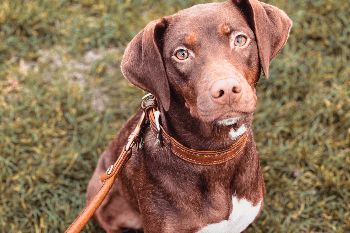 How to Teach Your Dog the "Leave It" Command - HubPages