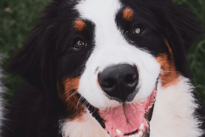 Everything You Need to Know About Bernese Mountain Dogs - HubPages