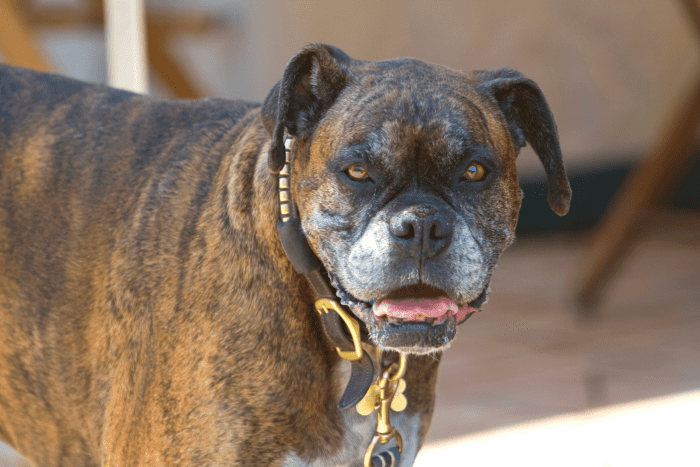 100+ Scary, Tough, and Strong Guard Dog Names - PetHelpful