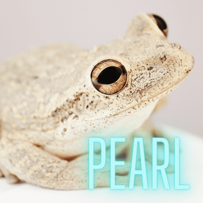 200+ Pet Frog Names - HubPages