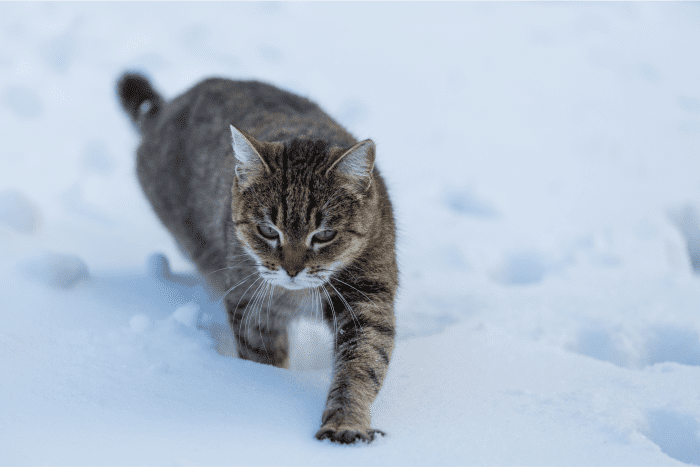 How to Keep Feral and Outdoor Cats Warm and Safe in Winter - HubPages
