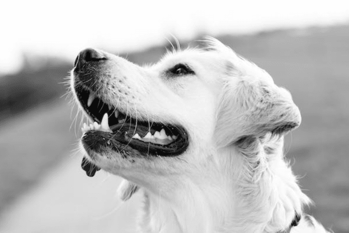 Is Your Dog Chattering Teeth? 12 Potential Causes and Solutions - HubPages
