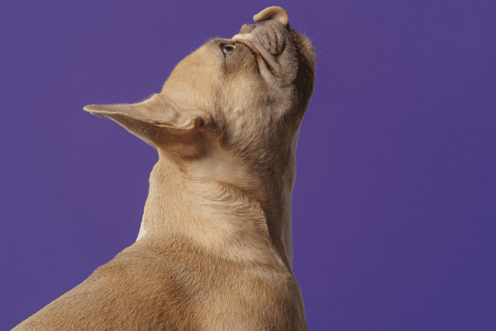 Facts About Skin Tags on Dogs (With Pictures) - HubPages