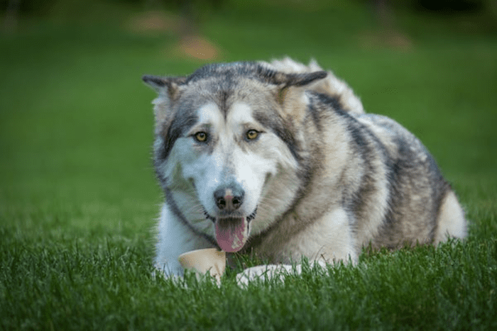 Why Is My Dog Misbehaving? 14 Potential Causes - HubPages