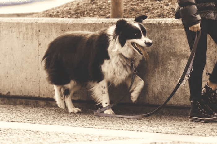 A Guide to Understanding Canine Gaits - HubPages