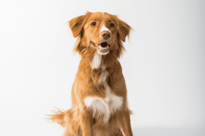 10 Vet-Approved Home Remedies for Dog Diarrhea - HubPages