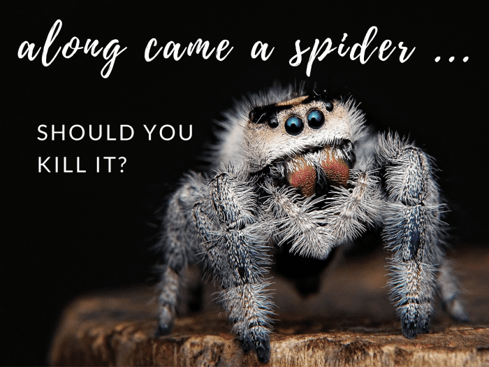 Is It Bad Luck to Kill Spiders? Karma, Superstitions, and Facts - HubPages