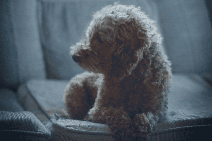 How to Help a Grieving Dog When Their Owner Dies - PetHelpful
