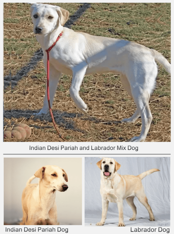 11 Popular Indie (Desi Kutta) Mixed Dog Breeds - HubPages