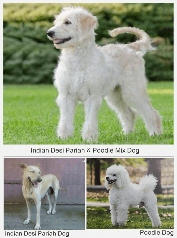 11 Popular Indie (Desi Kutta) Mixed Dog Breeds - HubPages