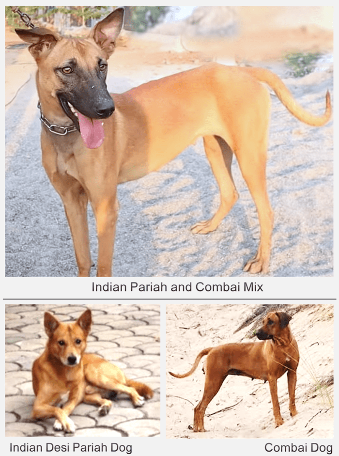 11 Popular Indie (Desi Kutta) Mixed Dog Breeds - HubPages