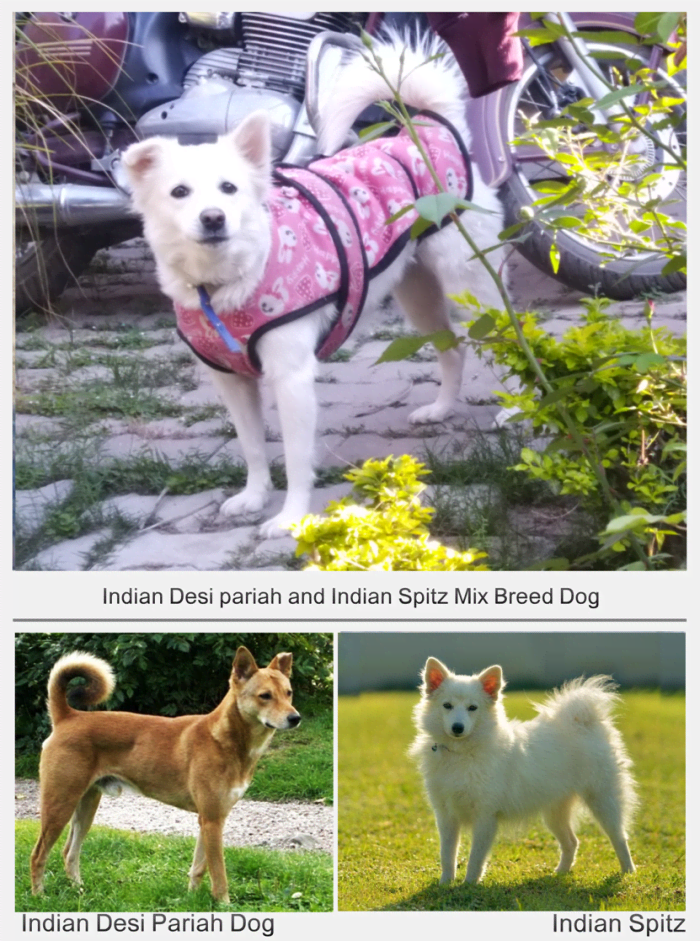 11 Popular Indie (Desi Kutta) Mixed Dog Breeds - HubPages