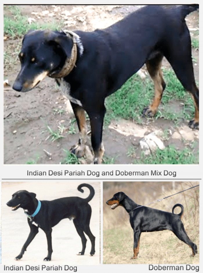 11 Popular Indie (Desi Kutta) Mixed Dog Breeds - HubPages