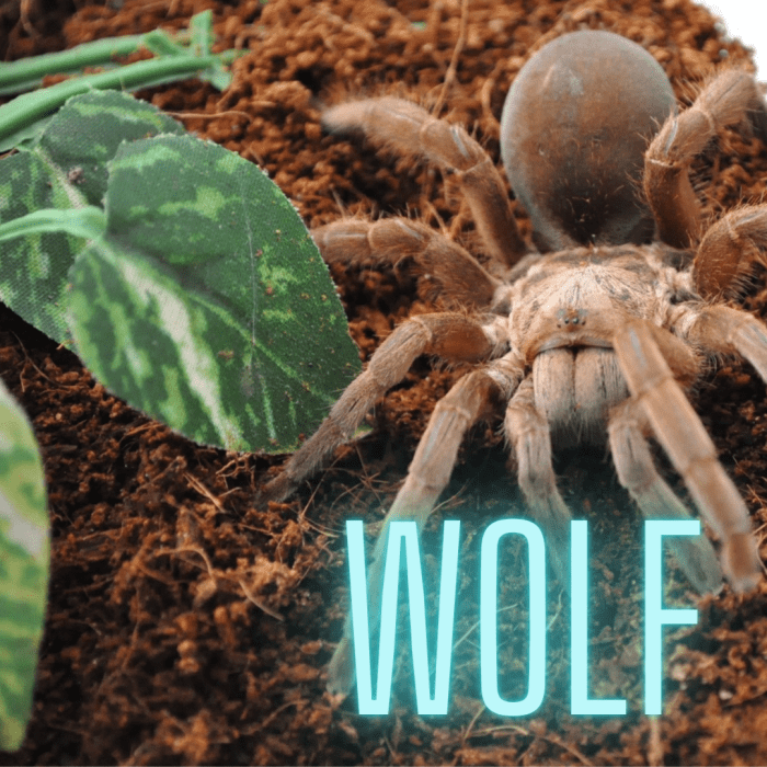 150+ Unique and Creative Pet Spider Names - HubPages