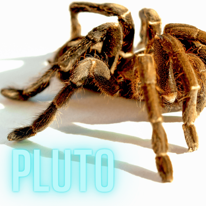 150+ Unique and Creative Pet Spider Names - HubPages