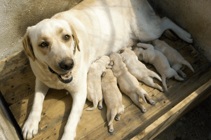 Spaying Your Female Dog: Timing, Process, and Myths - PetHelpful