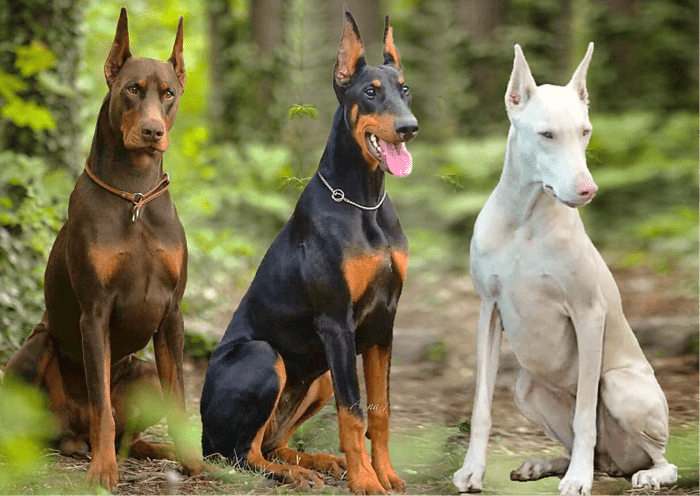 Why Doberman Pinscher Are Controversial - HubPages