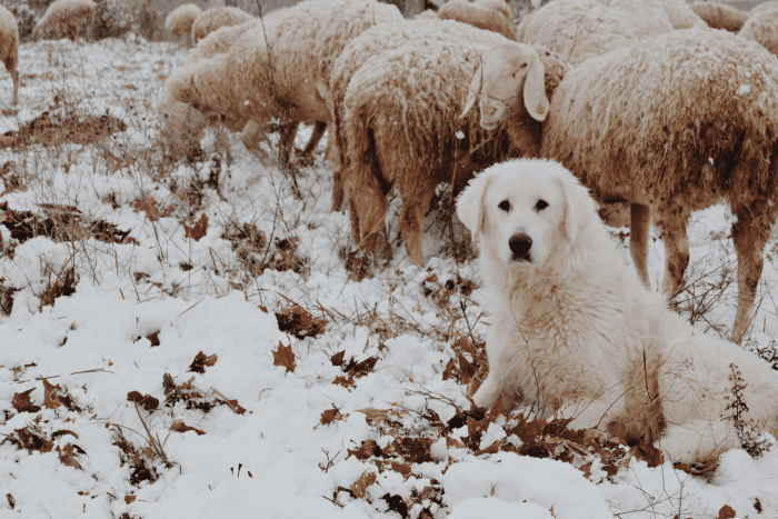 The 5 Best Livestock Guard Dogs for Sheep, Goats, and Other Herds ...