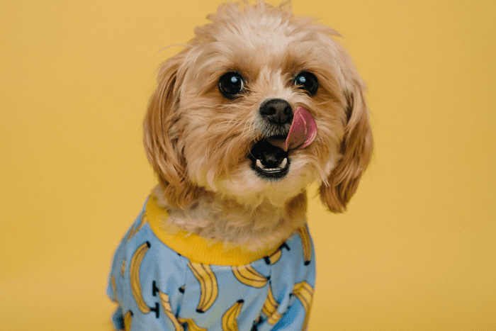 75 Dog Names for Beer Lovers - HubPages