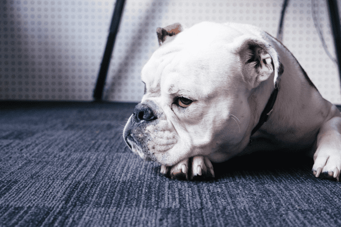 How to Care for Dog Stitches After Surgery (Vet-Reviewed) - PetHelpful