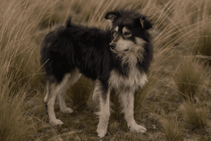 How to Evaluate the Damage of a Dog's Meniscus Tear - HubPages