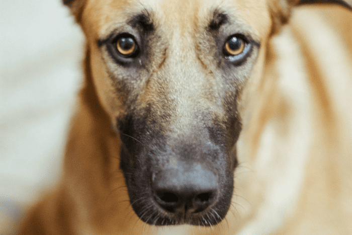 Why Hitting Dogs Is Unacceptable - PetHelpful