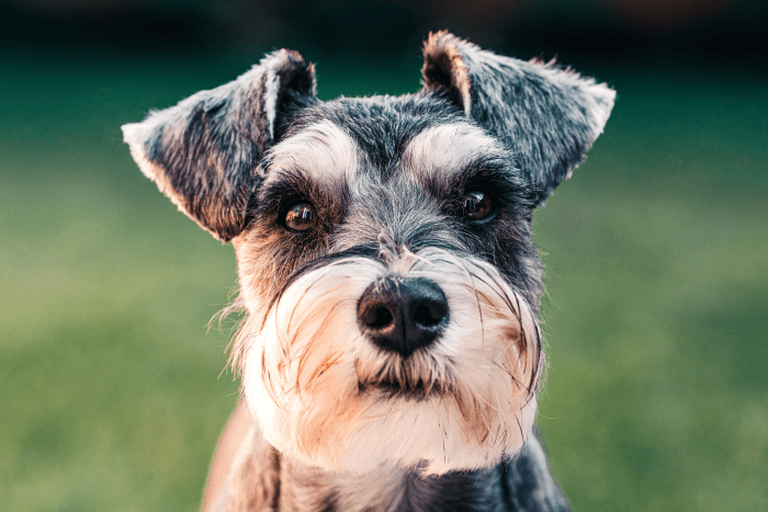 5 Best Small Miniature Dog Breeds - PetHelpful