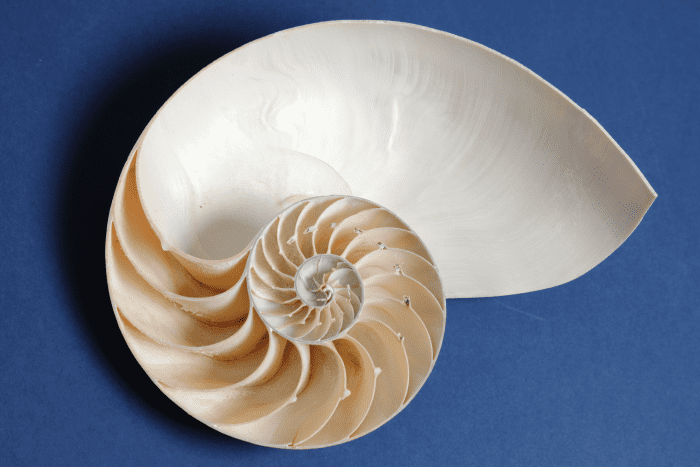 5 Mathematical Patterns in Nature: Fibonacci, Fractals and More - Owlcation