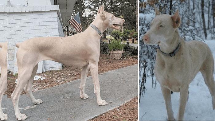 Doberman Pinscher Coat and Color Varieties - HubPages