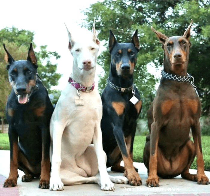 Doberman Pinscher Coat and Color Varieties - HubPages