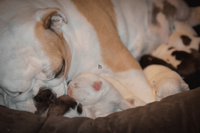 Complications After Dogs Give Birth - PetHelpful