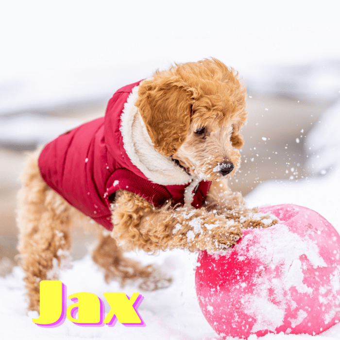 200 Best Small Dog Names - HubPages