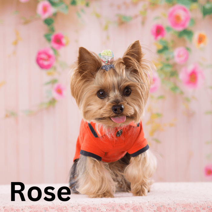 200+ Preppy Dog Names - HubPages