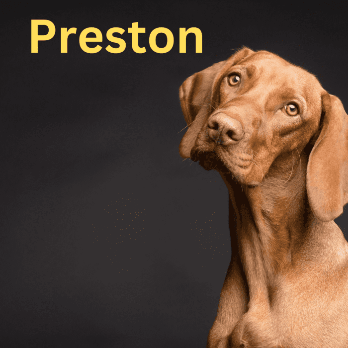 200+ Preppy Dog Names - HubPages