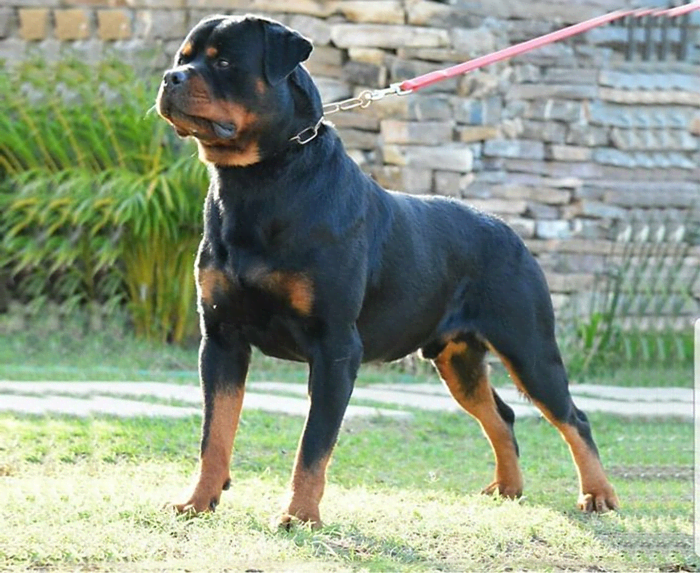 18 Dog Breeds Banned or Restricted in Indian Cities - HubPages