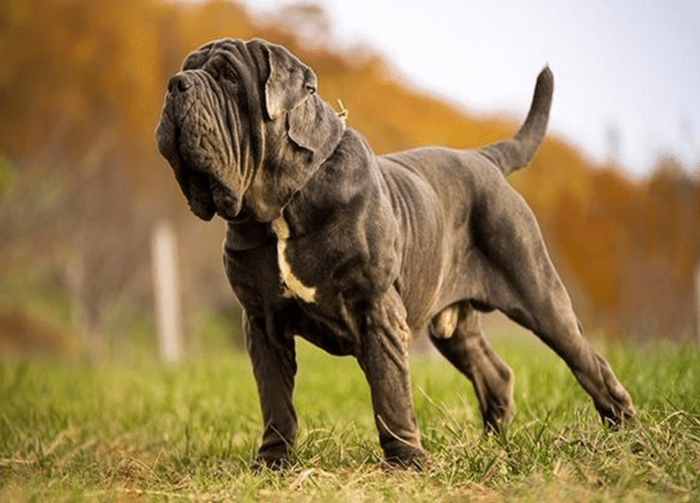 18 Dog Breeds Banned or Restricted in Indian Cities - HubPages