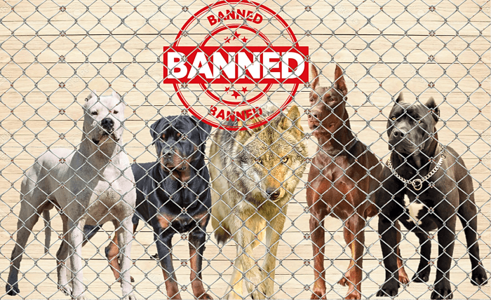 18 Dog Breeds Banned or Restricted in Indian Cities - HubPages