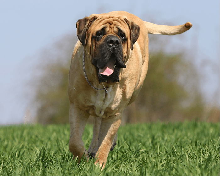18 Dog Breeds Banned or Restricted in Indian Cities - HubPages