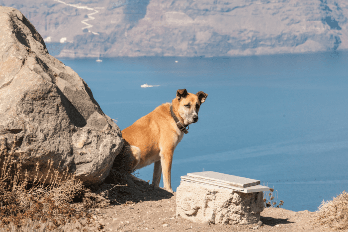 200+ Unique Greek Dog Names for Your Male Dog From Myth - HubPages