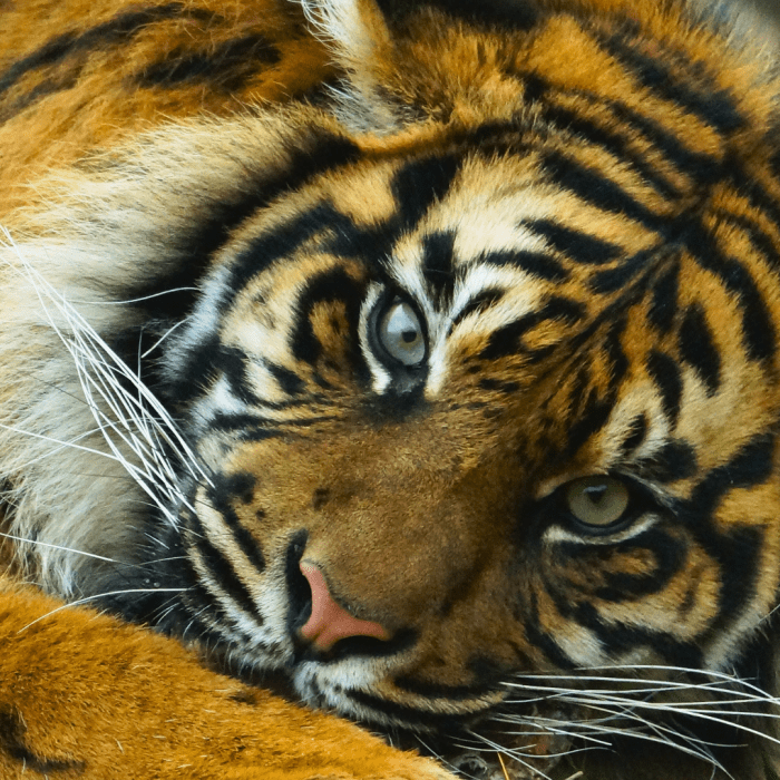 The Amazing and Endangered Sumatran Tiger - HubPages