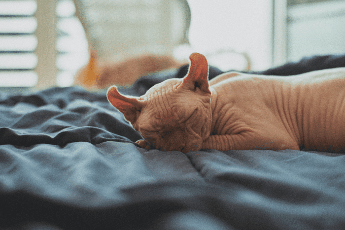 14 Best Hypoallergenic Cat Breeds for People With Allergies - HubPages