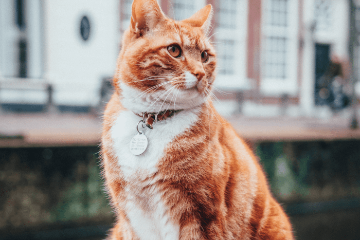 400+ Cat Names: Ideas for Male and Female Cats - HubPages