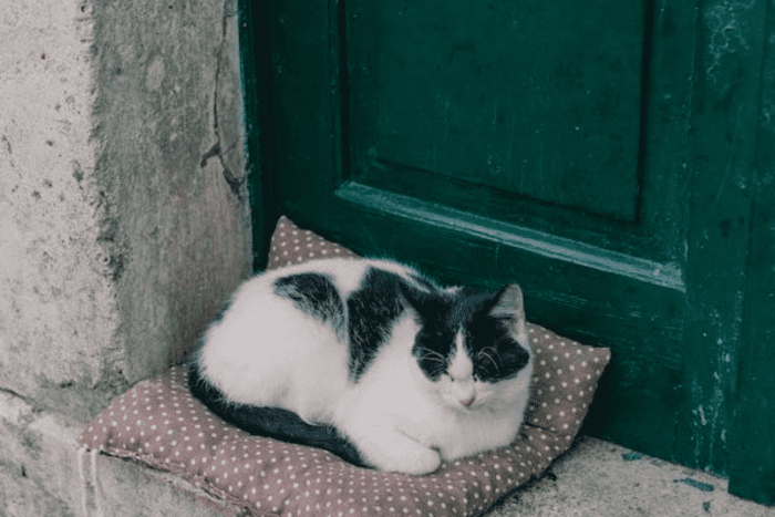 DIY: Insulating Your Cat Flap - HubPages
