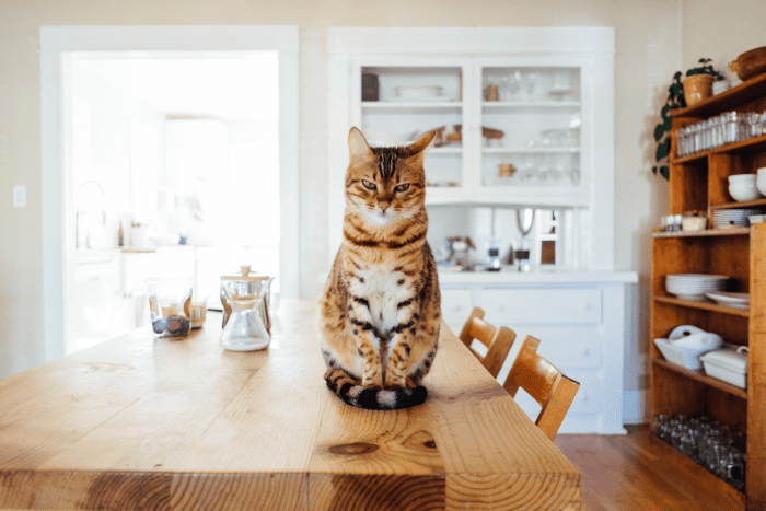 Signs of Intestinal Blockage in Cats - HubPages