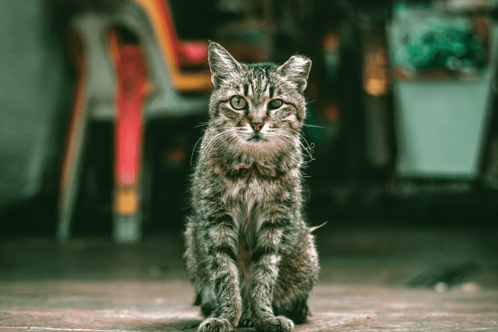 Adopting Older Cats: Tips and Challenges - HubPages