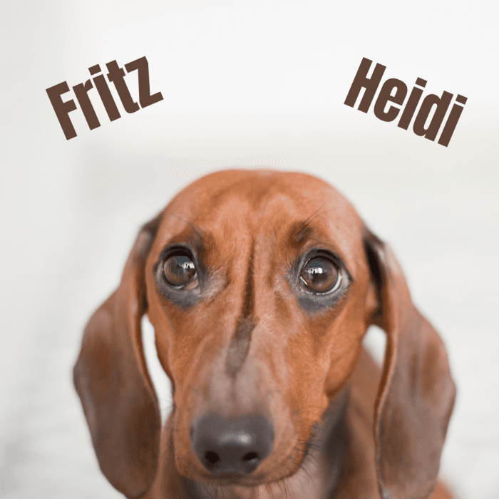 300+ Dachshund Name Ideas for Your Wiener Dog - HubPages