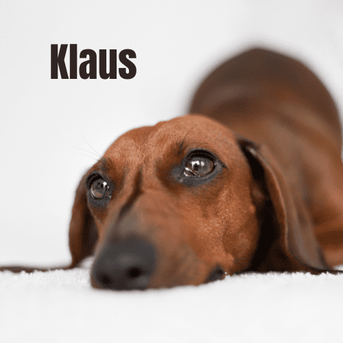 300+ Dachshund Name Ideas for Your Wiener Dog - HubPages
